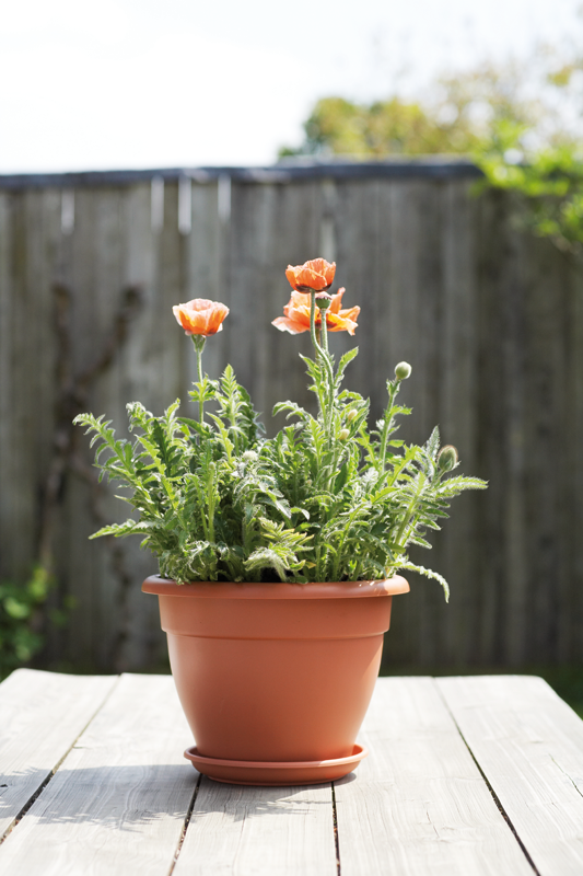 Ghiveci pentru plante de exterior Torino Campana 50 cm teracota ...