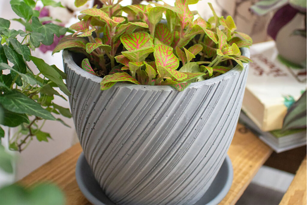 Gradinar.ro - Magazinul online pentru gradinarit.